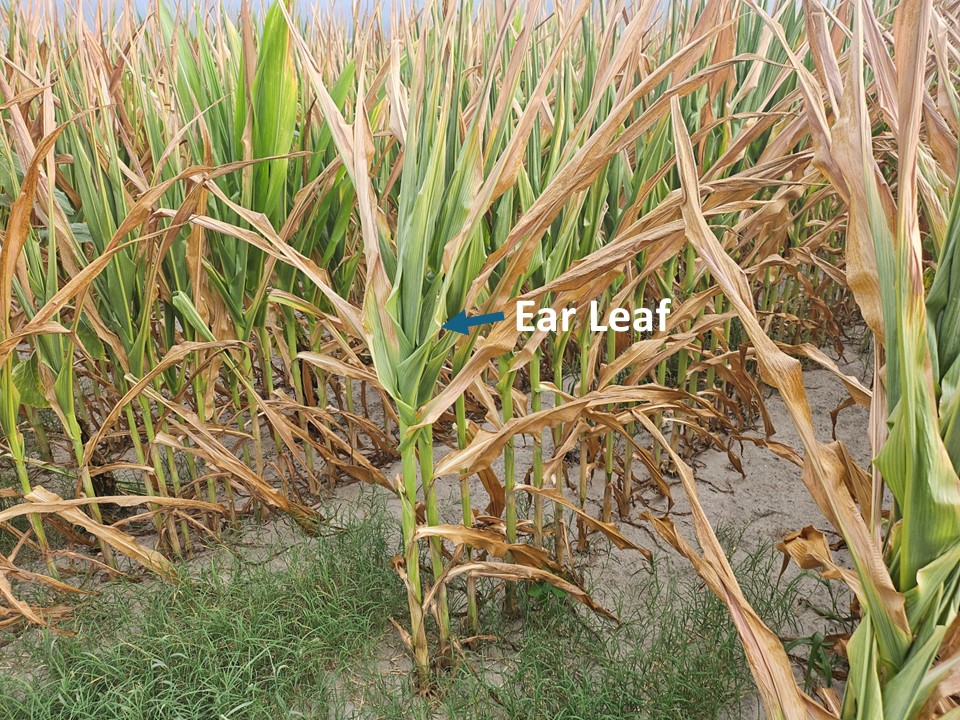 Pender County Center | N.C. Cooperative Extension